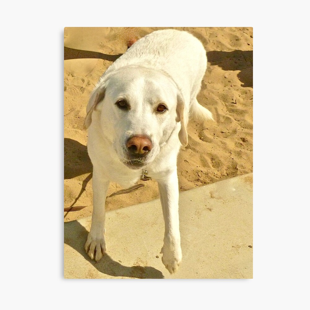 Mezcla De Labrador Retriever Blanco 43 Labrador Mixed Breeds (With