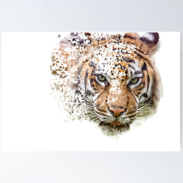 "Tiger Art Fading Away" Poster for Sale by Darren Wilkes | Redbubble