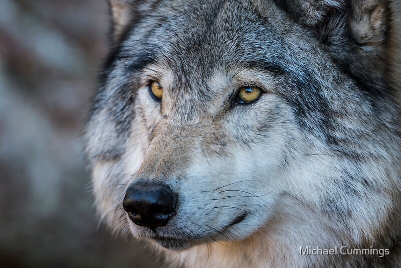 "Timber Wolf Portrait" by Michael Cummings | Redbubble