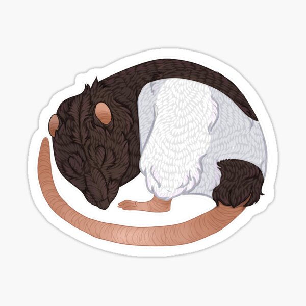 "Sleepy Rat" Sticker for Sale by SleepyBunny | Redbubble