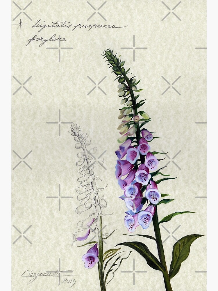 "Digitalis purpurea - Foxglove" Poster for Sale by CinziaMarotta ...