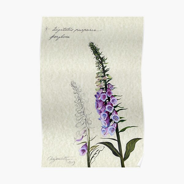 "Digitalis purpurea - Foxglove" Poster for Sale by CinziaMarotta ...