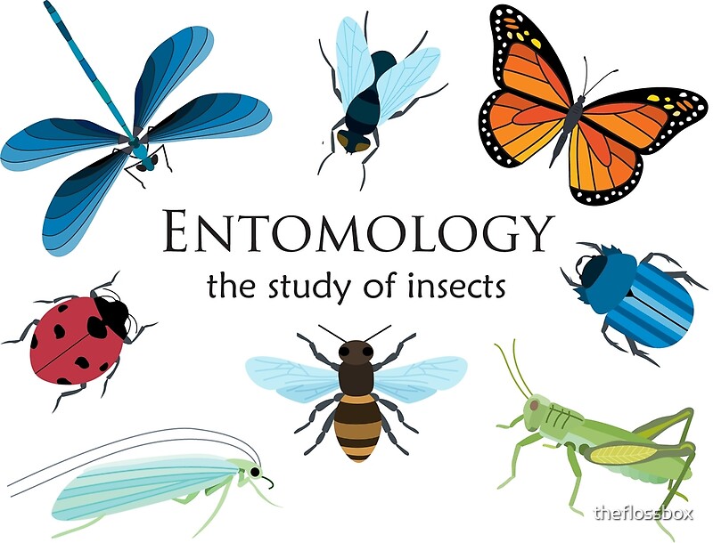 "Entomology - the study of insects" by theflossbox | Redbubble