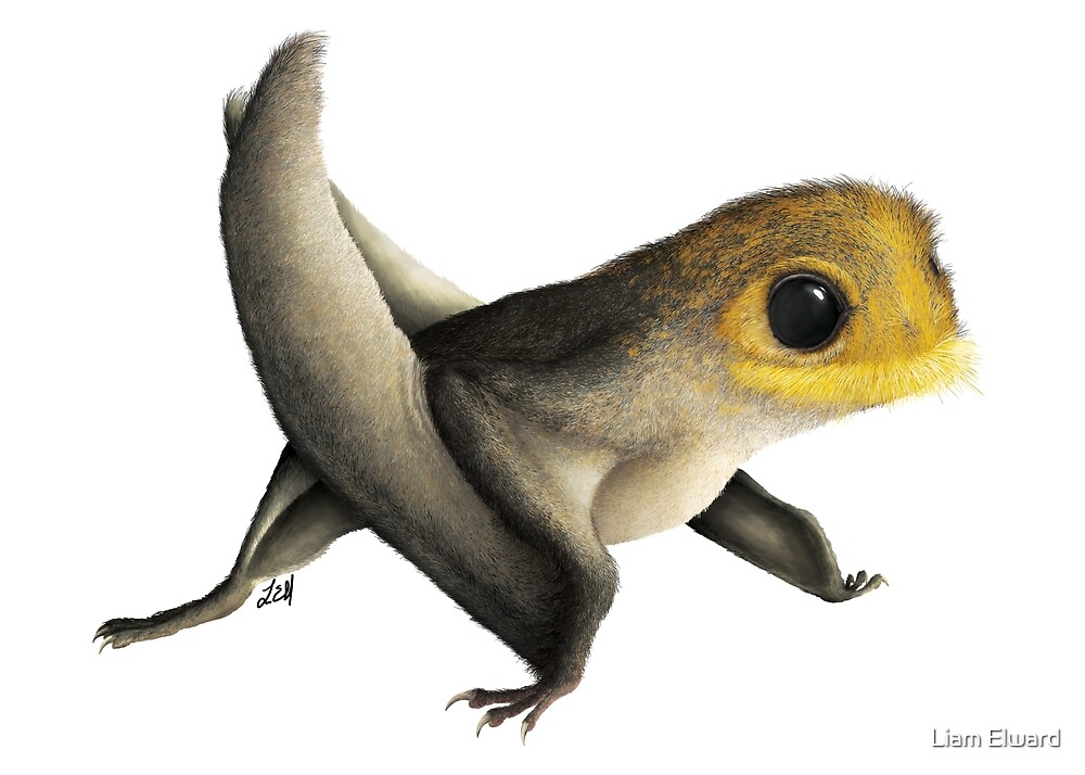 "Anurognathus" by Liam Elward | Redbubble