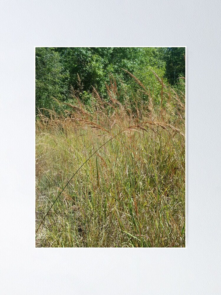 "Marsh Grasses " Poster by melzie3 | Redbubble