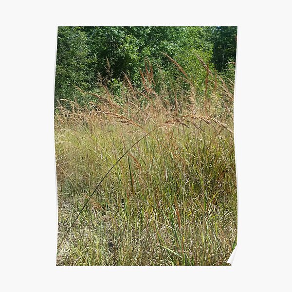"Marsh Grasses " Poster by melzie3 | Redbubble