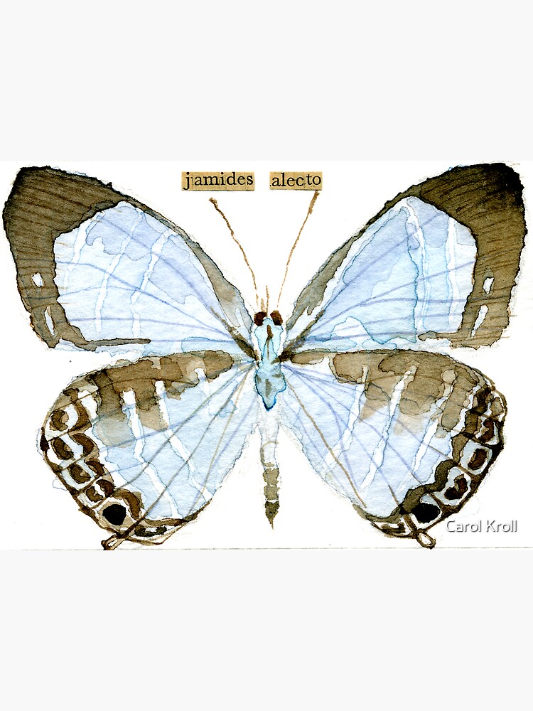 "Metallic Cerulean Butterfly [Jamides alecto]" Photographic Print for ...