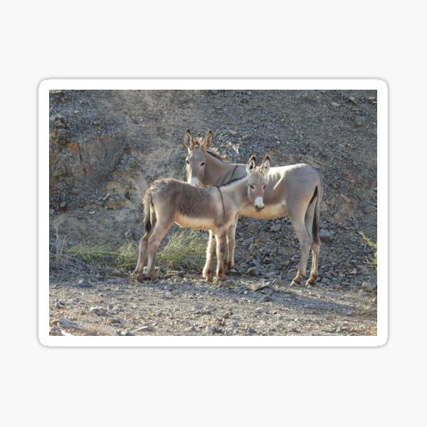 "Wild Burros, Wildlife, Wild Animals, Gifts" Sticker for Sale by ...