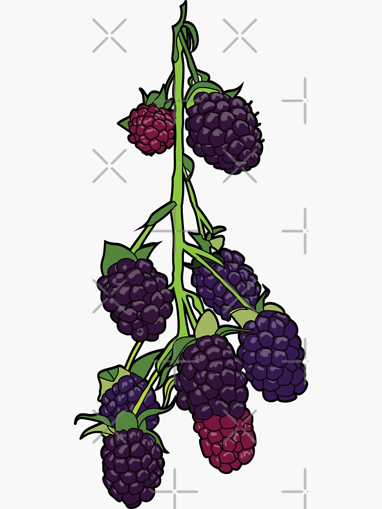 "Blackberry" Sticker for Sale by AgaSilva | Redbubble
