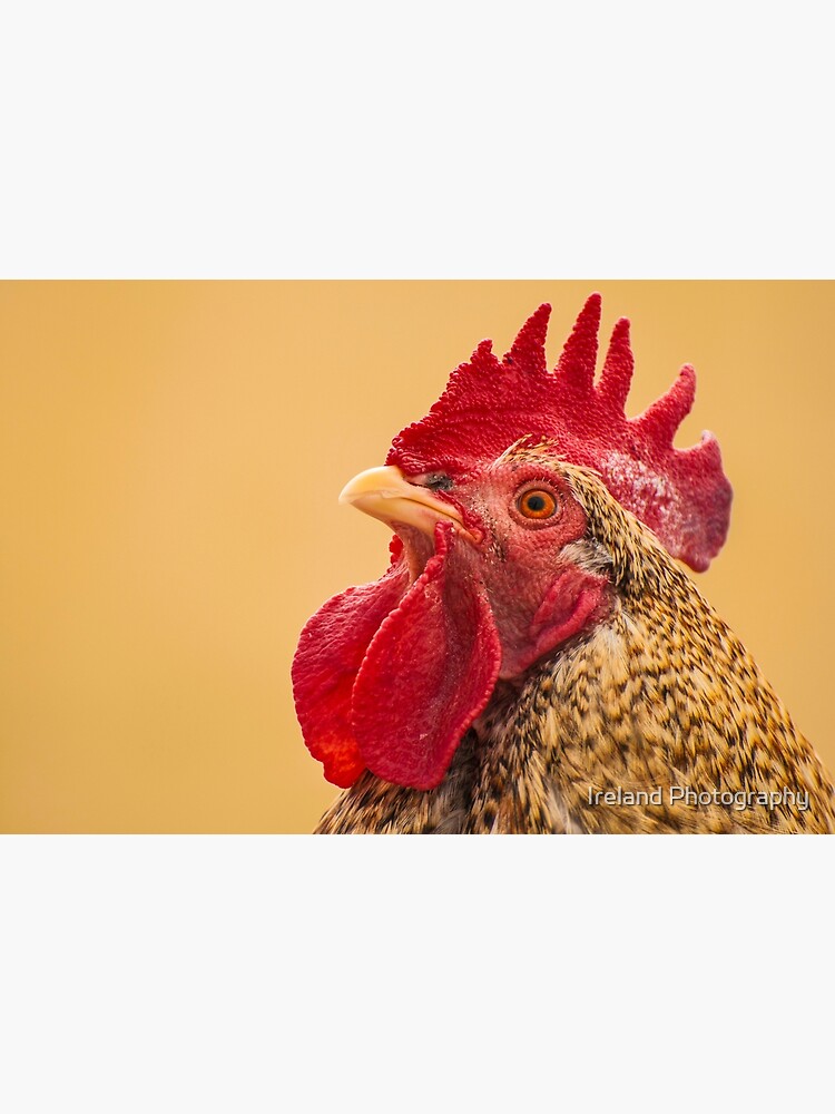 "Proud Little Red Hen Head" Poster by WolfGangGalway | Redbubble