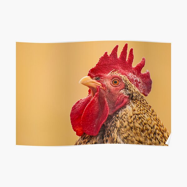 "Proud Little Red Hen Head" Poster by WolfGangGalway | Redbubble