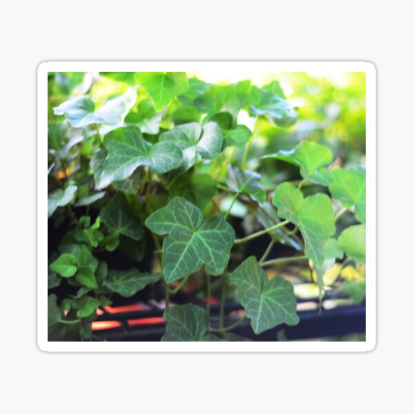 "Vining Ivy Plant" Sticker for Sale by Asiantiger247 | Redbubble