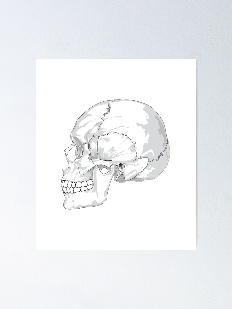 "human skull art" Poster for Sale by Animalhead | Redbubble