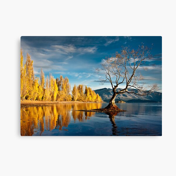"Wanaka Tree" Canvas Print for Sale by Straydog | Redbubble