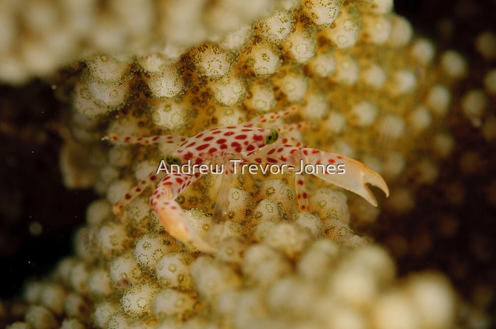 "Commensal Coral Crab - Trapezia sp." by Andrew Trevor-Jones | Redbubble