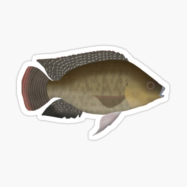 Frershwater Gifts & Merchandise for Sale | Redbubble