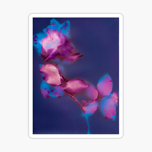 "Dead Rose Lumen" Sticker for Sale by zaracarpenter | Redbubble
