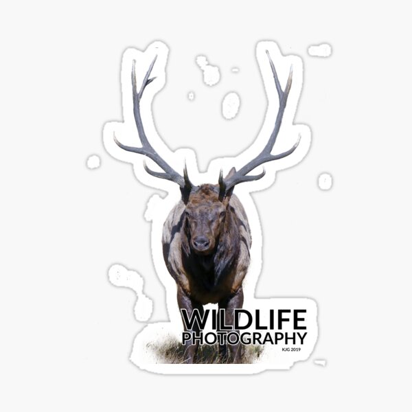 "Elk Country RMNP" Sticker by KarlaJo | Redbubble
