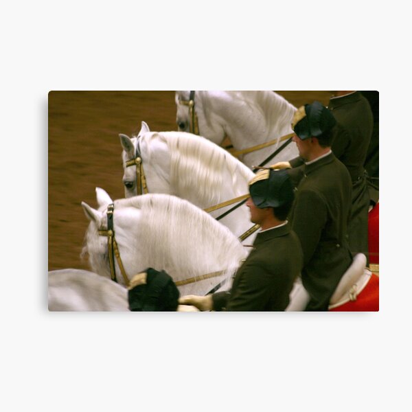 Lipizzaner Stallions Wall Art | Redbubble