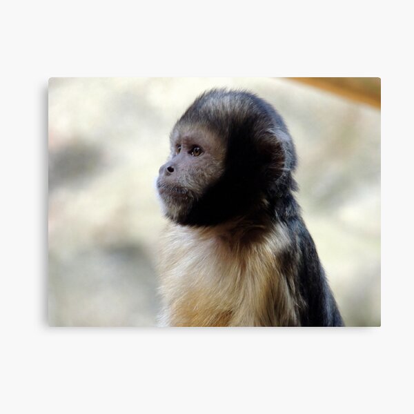 Decoración: Mono Capuchino | Redbubble