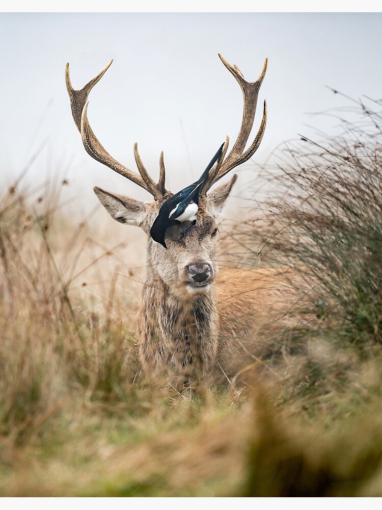 Hirsch Gesicht Profil Hirsch Gesicht Silhouette Mit Getriebe Punk Stil
