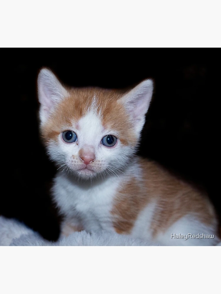Orange And White Tabby Kittens Cat For Adoption Austin (m) 4yrs Old
