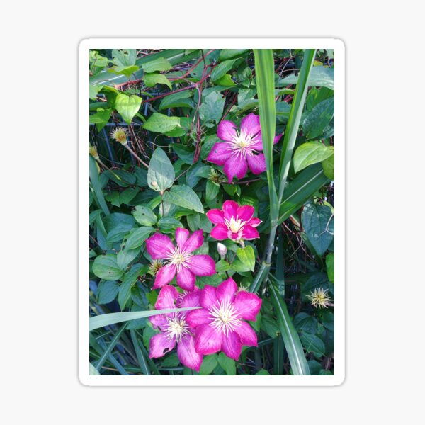 "pink clematis" Sticker by AidaArt | Redbubble