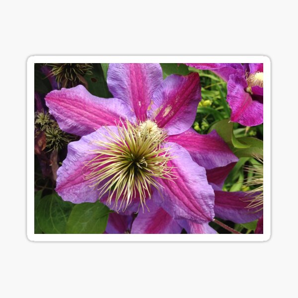 "hot pink clematis" Sticker by DesignsbyLuana | Redbubble