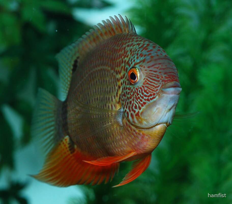 "Green Severum " by hamfist | Redbubble