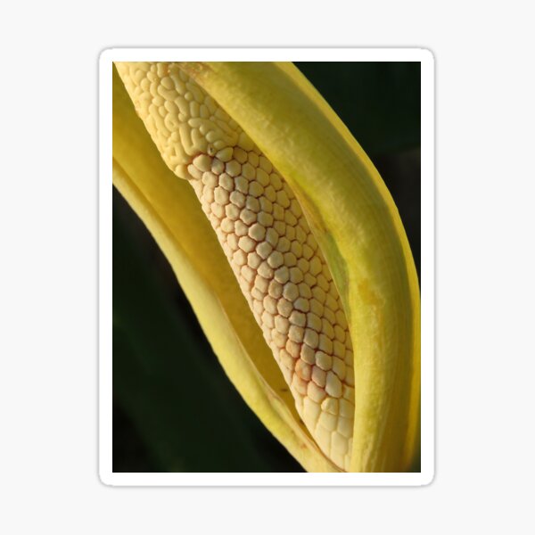 "Giant Taro Flowers" Sticker for Sale by Covecritters | Redbubble