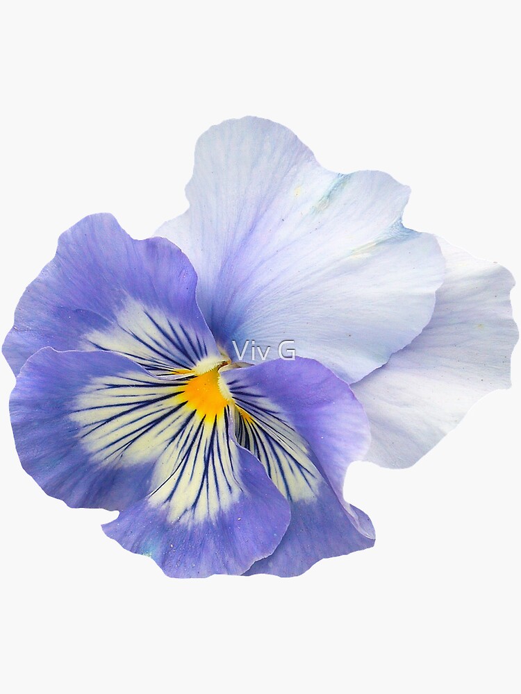 "pansy" Sticker for Sale by indieguo | Redbubble