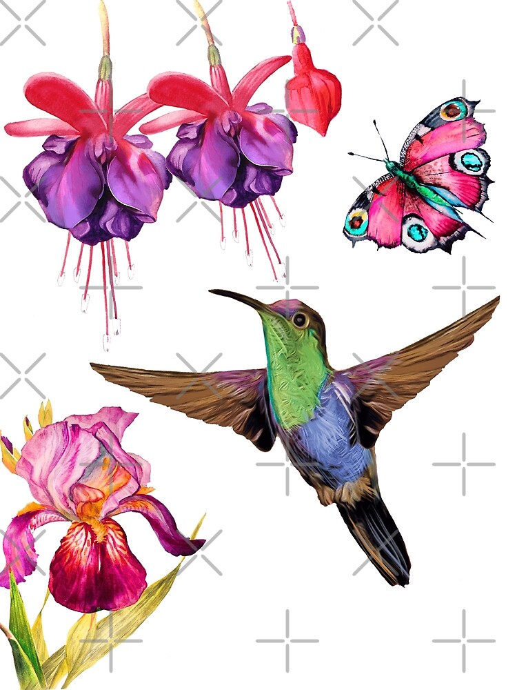 Hummingbird And Butterfly Drawings