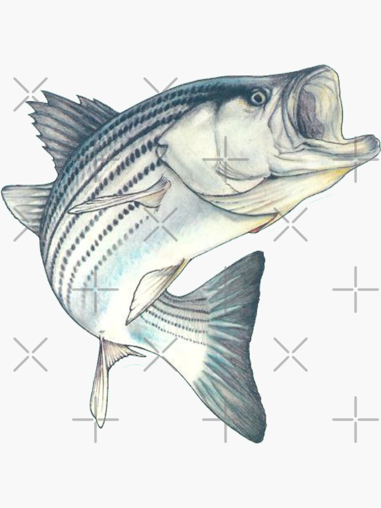 "Striped Bass Fishing" Sticker for Sale by unionpride | Redbubble
