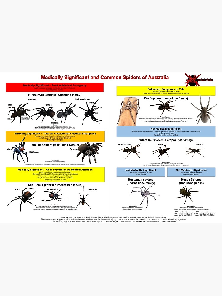 "Medically Significant and Common Spiders of Australia" Poster for Sale ...