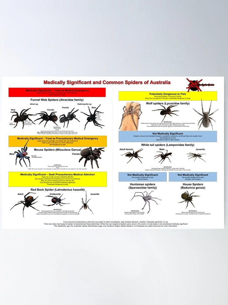 Dangerous Spiders Chart