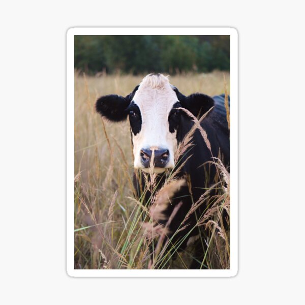 "Cow" Sticker for Sale by Rebeccamckelvey | Redbubble