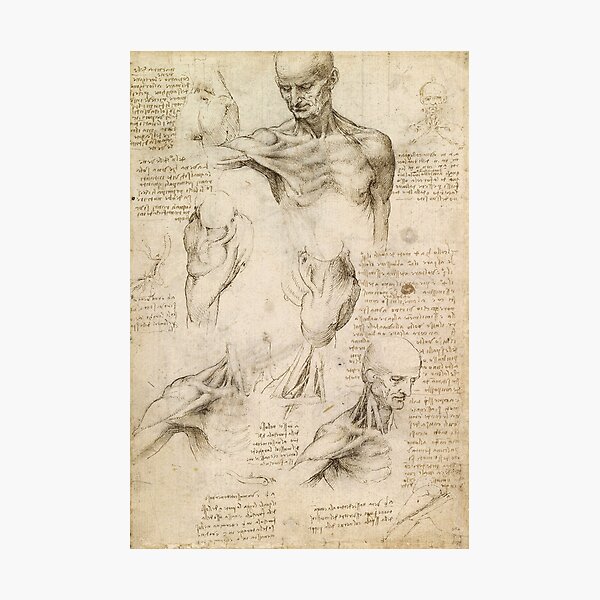 "Leonardo da Vinci Anatomical studies drawings human body medieval ...