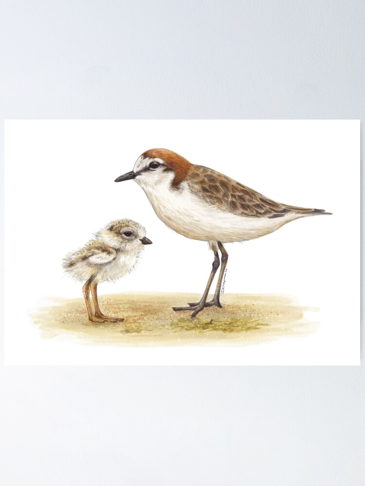 "Red-capped plover" Poster for Sale by RedCloudDesign | Redbubble