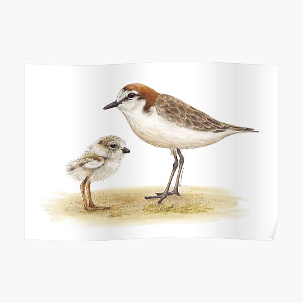 "Red-capped plover" Poster for Sale by RedCloudDesign | Redbubble