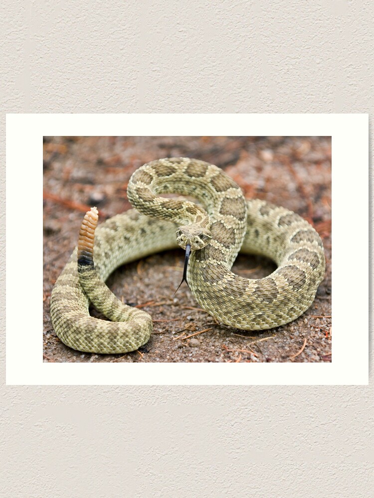 "Western Prairie Rattlesnake (Crotalus viridis)" Art Print by ...