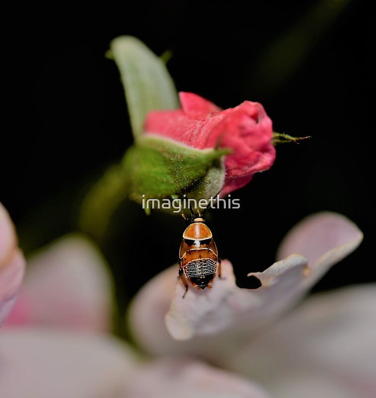 "Australian Native Cockroach in the Rose Garden" by imaginethis | Redbubble
