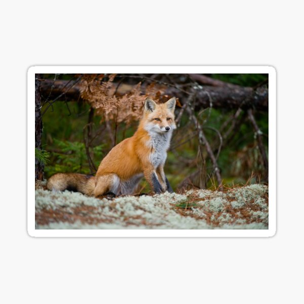 "Red Fox" Sticker by jaydee1400 | Redbubble