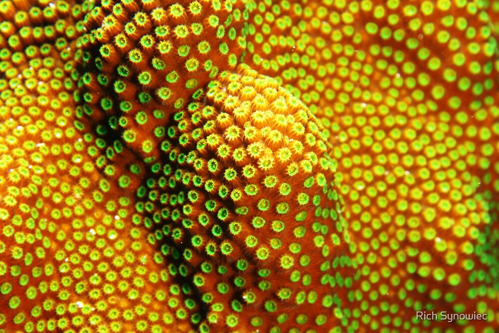 «Coral Patterns» de Rich Synowiec | Redbubble