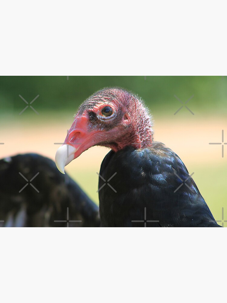 "Turkey Vulture - "Snoopy"" Poster by alycetaylor | Redbubble