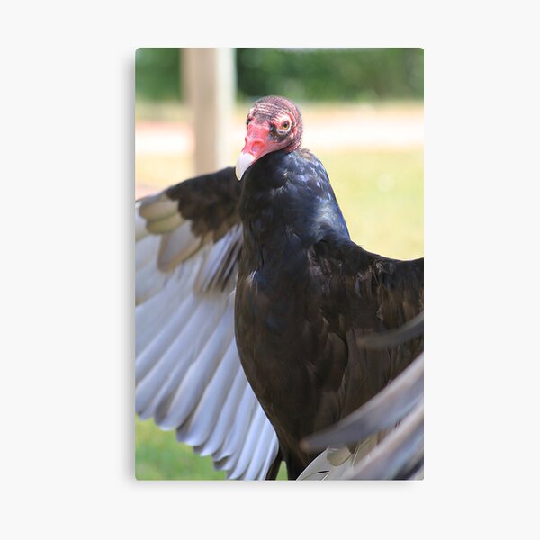 "Turkey Vulture - "Snoopy"" Canvas Print for Sale by alycetaylor ...