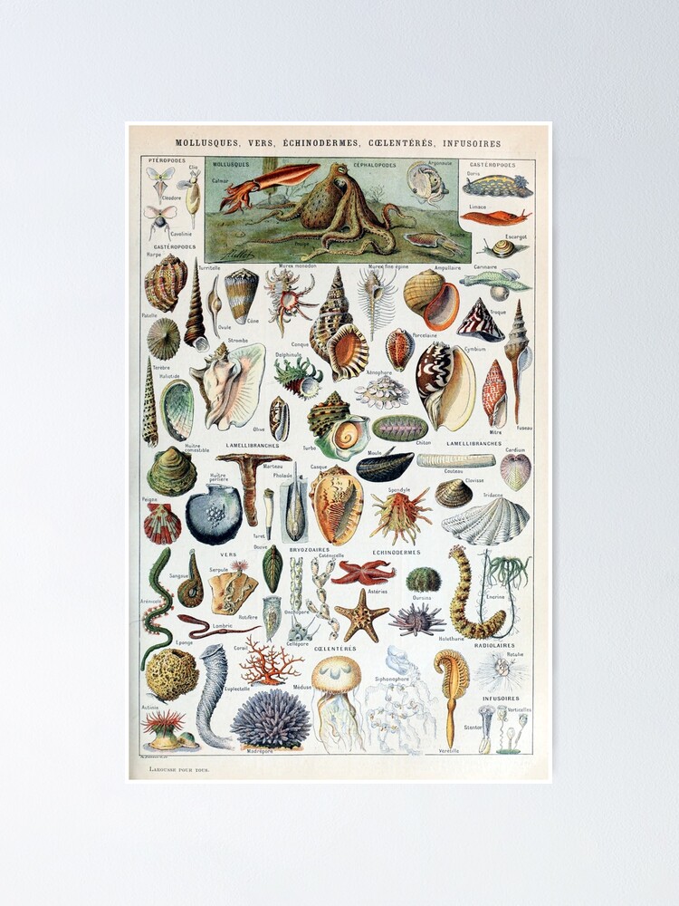 "Vintage Sea Life Mollusks" Poster by pdgraphics | Redbubble