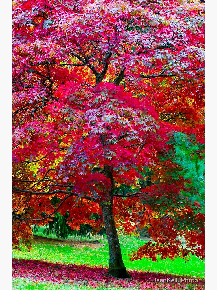 "Japanese Maple Tree" Poster by JeanKellyPhoto | Redbubble