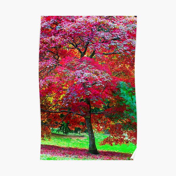 "Japanese Maple Tree" Poster by JeanKellyPhoto | Redbubble