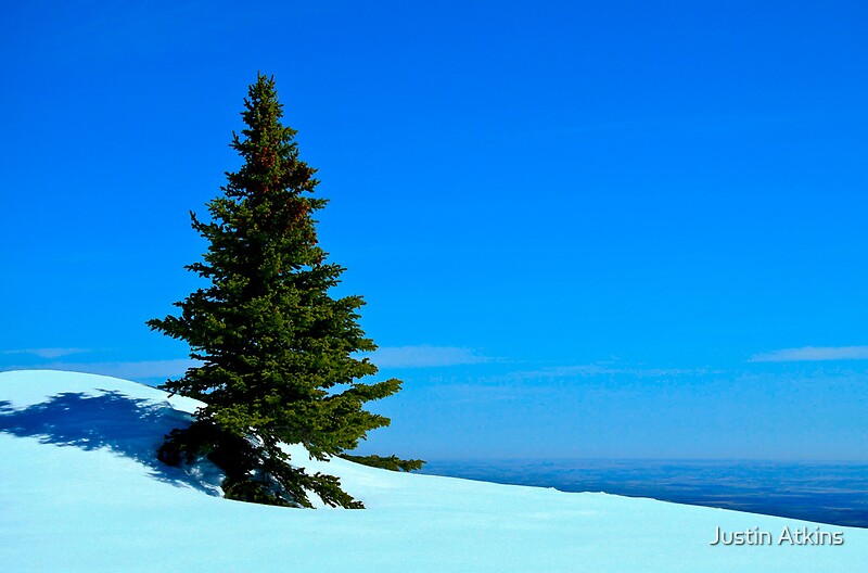 "Lone Alpine Tree" by Justin Atkins | Redbubble