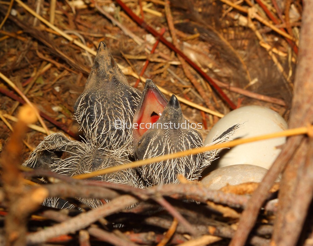 "Roadrunner babies" by Bluecornstudios | Redbubble